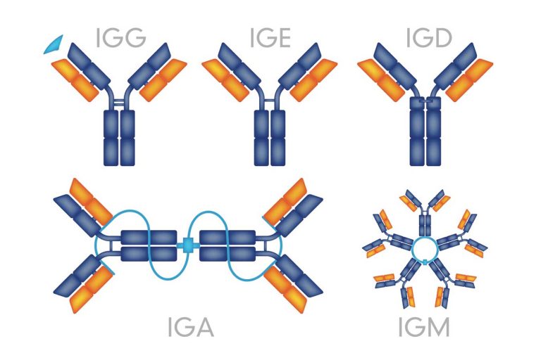 ¿Qué es el mieloma GMSI, indolente (asintomático/smoldering) y el MM ...